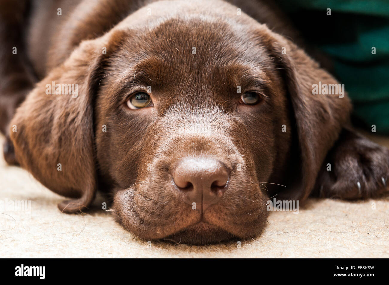 Portrait of an eight week old Chocolate Labrador puppy looking cute ...