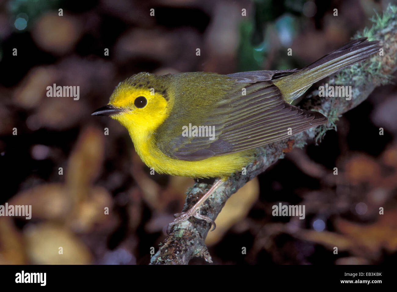 Hooded warbler hi-res stock photography and images - Alamy