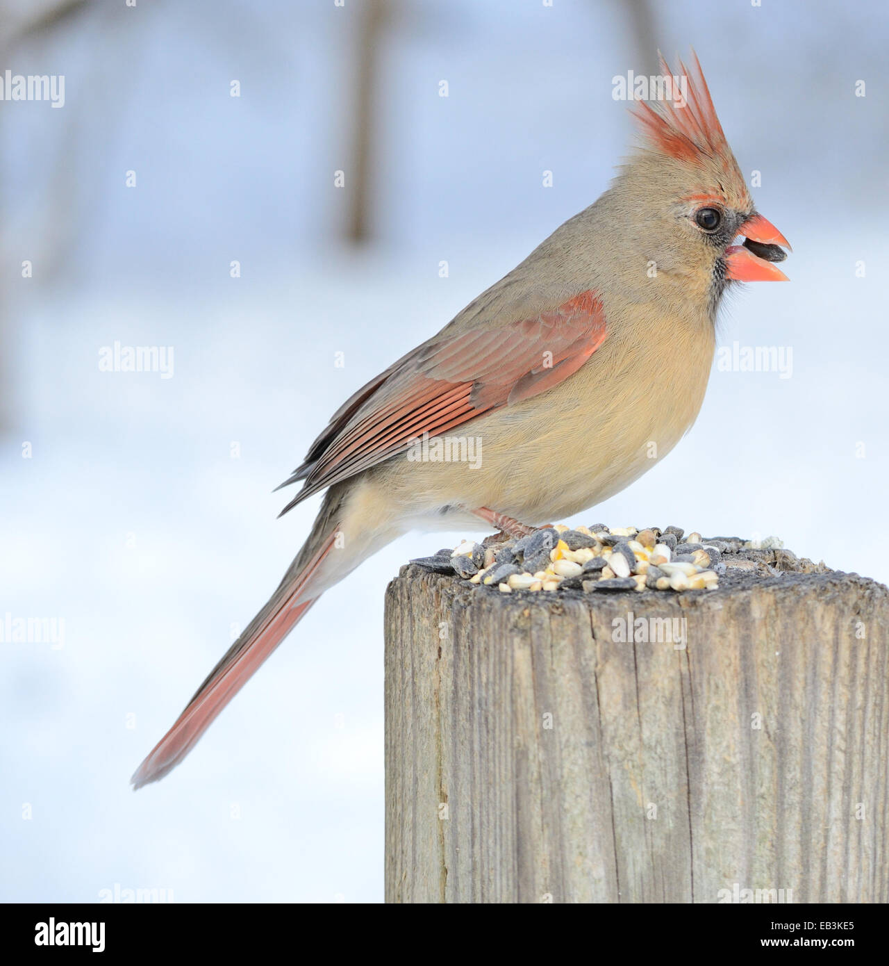 A female cardinal perched on a park bench eating bird seeds Stock Photo ...
