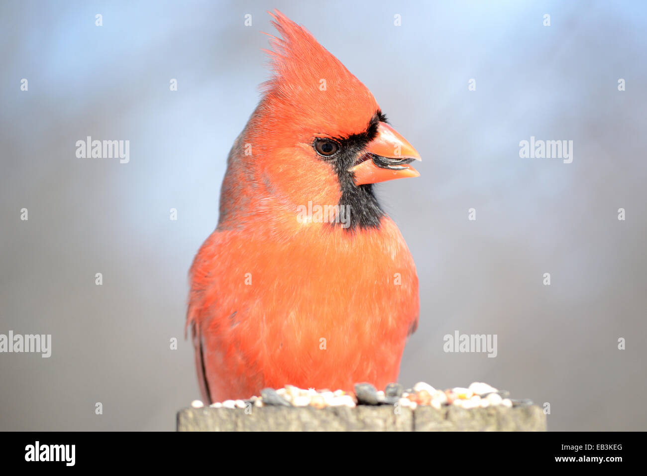 Northern cardinal eating hi-res stock photography and images - Alamy