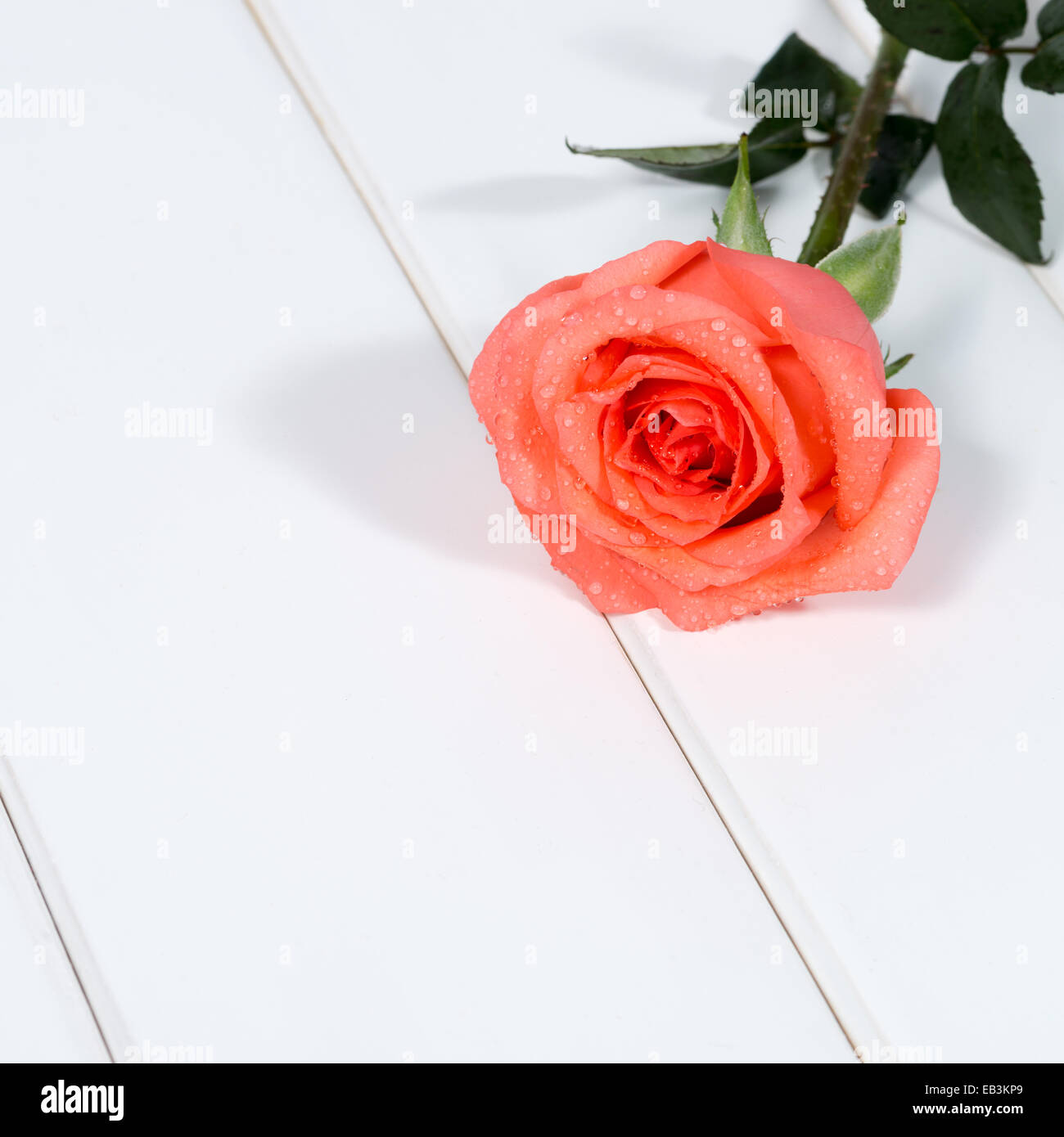 red rose over white computer keyboard Stock Photo - Alamy