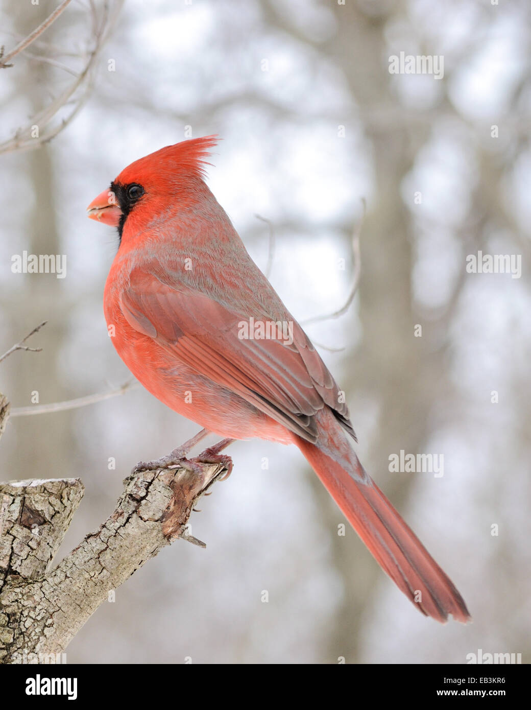 A male cardinal perched on a tree branch Stock Photo - Alamy