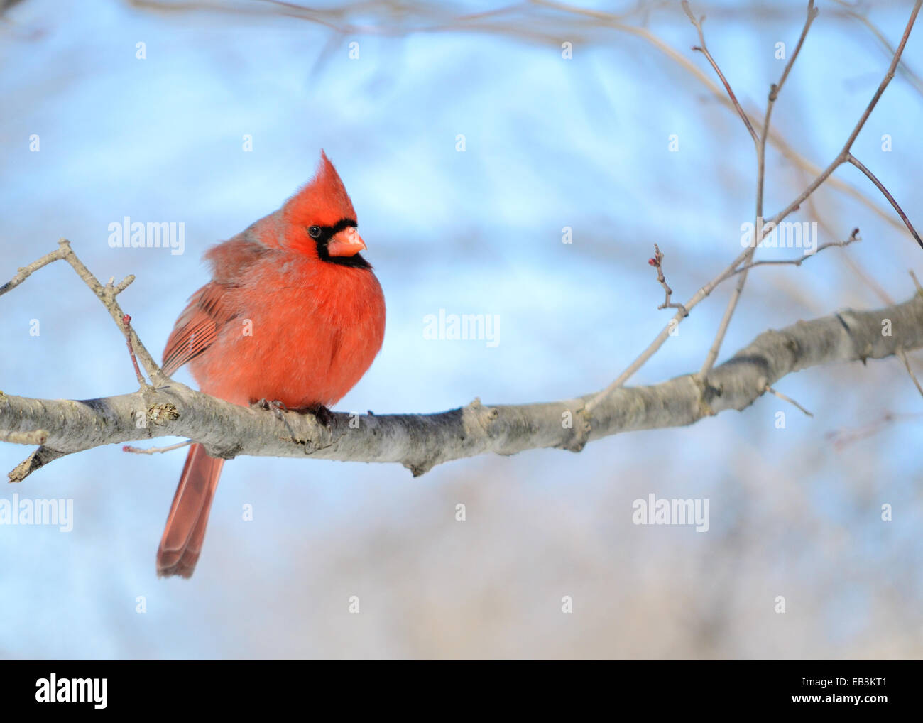 A male cardinal perched on a tree branch Stock Photo - Alamy