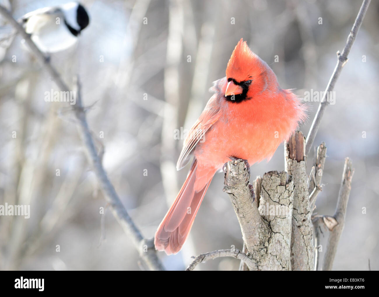 A male cardinal perched on a tree branch Stock Photo - Alamy