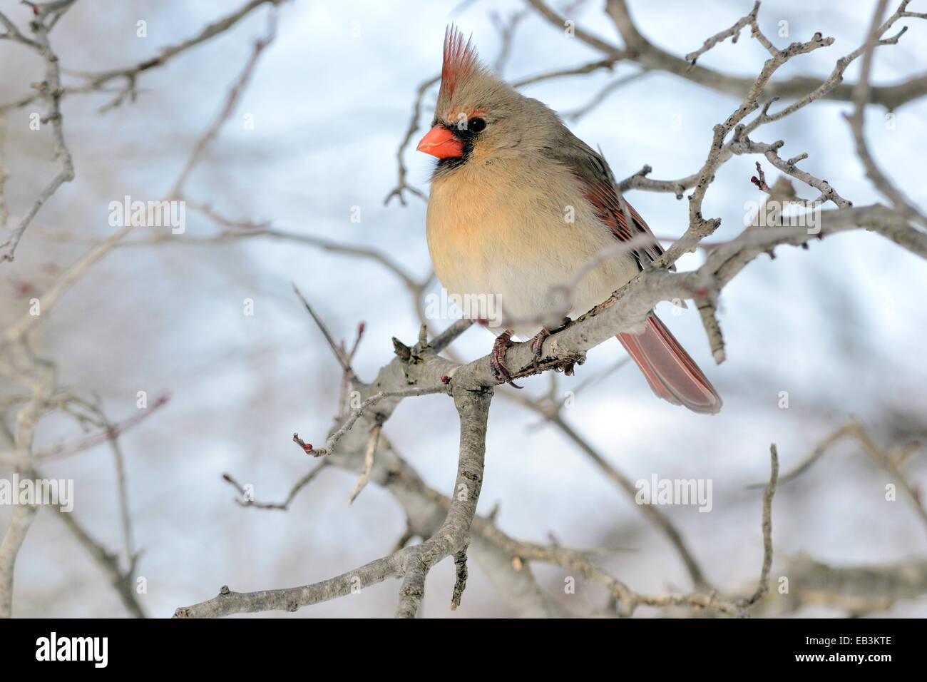 Female red cardinal hi-res stock photography and images - Alamy
