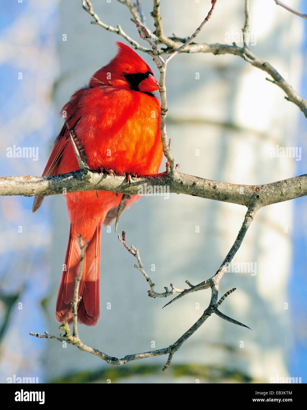 Male Cardinal perched on a tree branch Stock Photo - Alamy