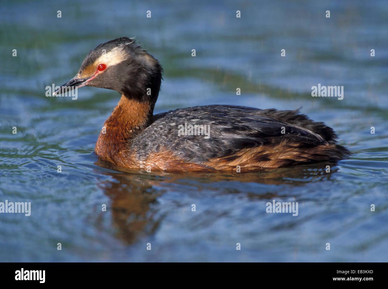 Horned Grebe - Podiceps auritus - breeding adult Stock Photo - Alamy