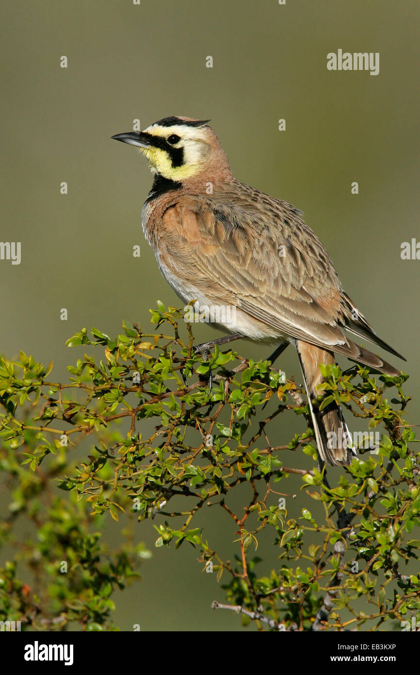 American lark hi-res stock photography and images - Alamy
