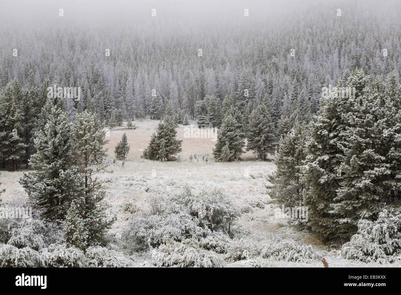 Early September snow along Trail Ridge Road in Rocky Mountain National ...