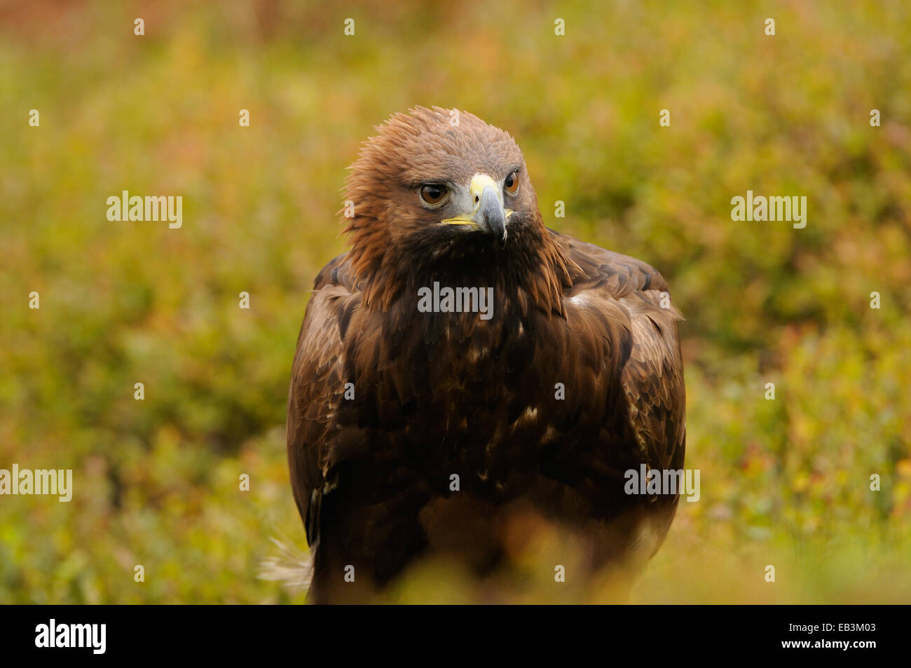 Golden Eagle, in the middle of autumn colored vegetation showing off ...