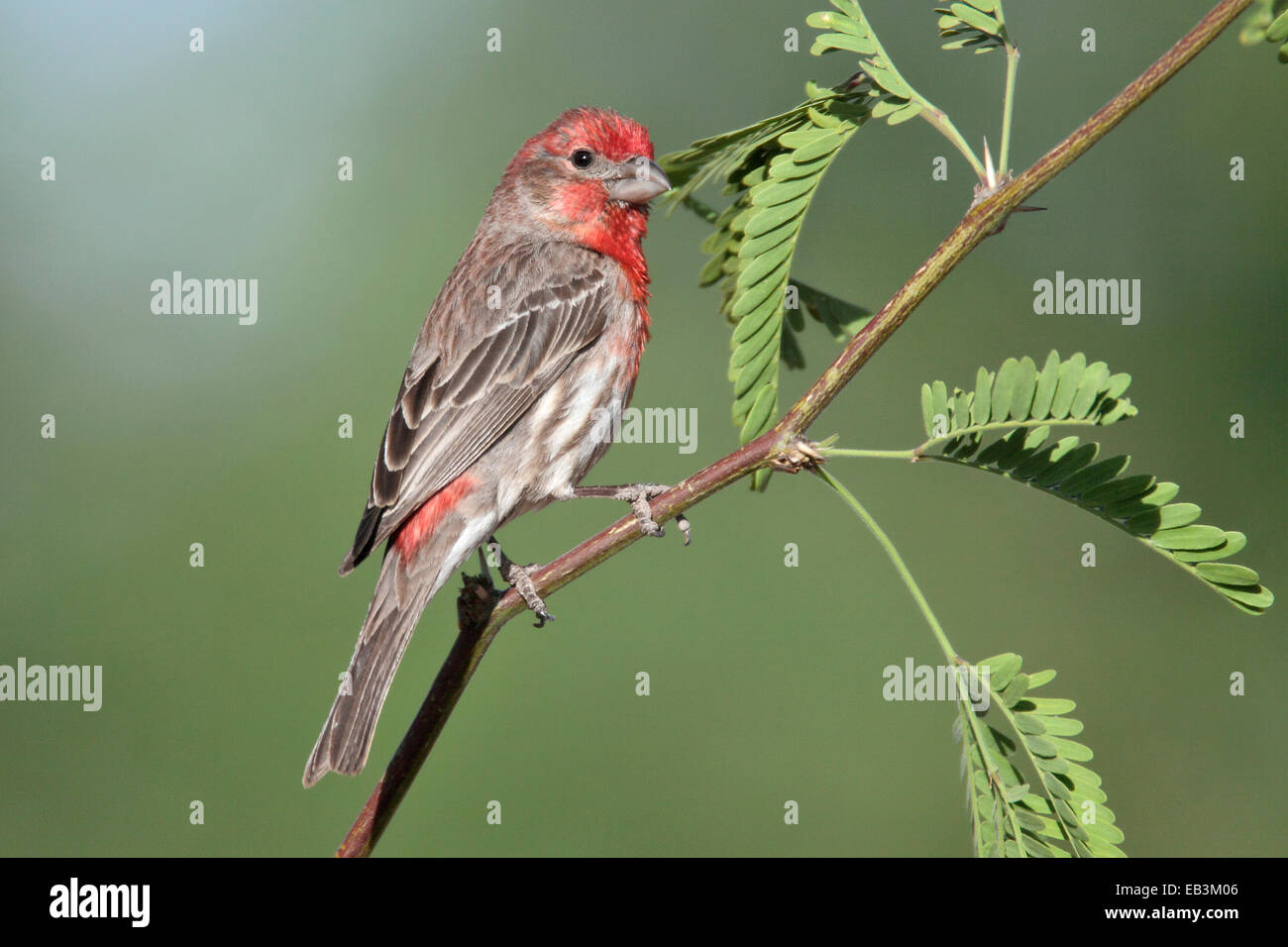 House Finch - Carpodacus mexicanus - male Stock Photo - Alamy