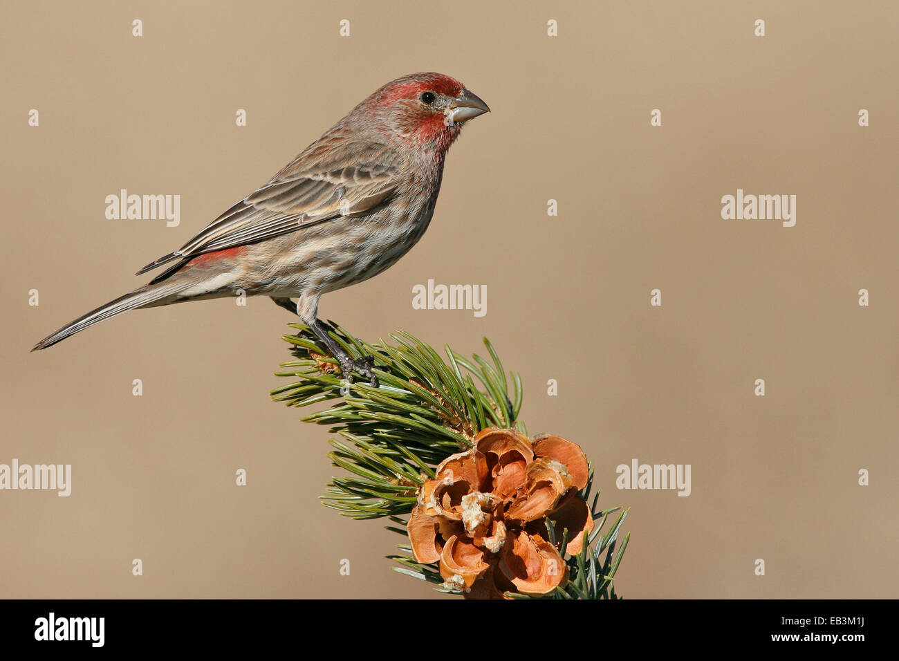 House Finch - Carpodacus mexicanus - male Stock Photo - Alamy