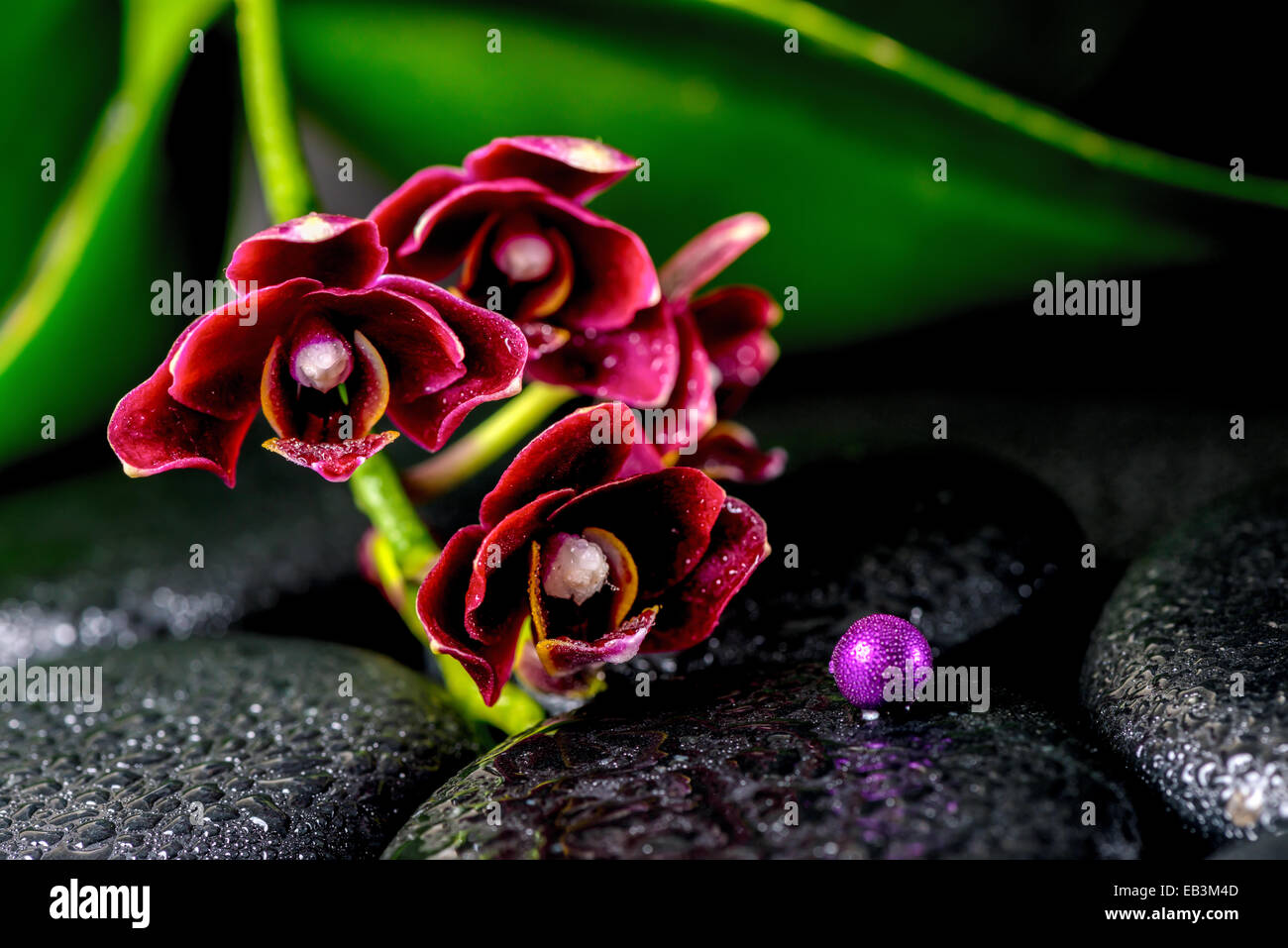 spa concept of dark cherry flower orchid phalaenopsis, zen basalt ...