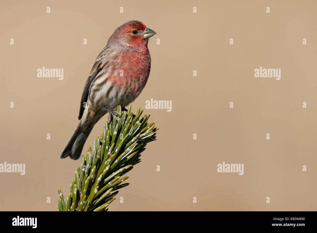 House Finch - Carpodacus mexicanus - male Stock Photo - Alamy