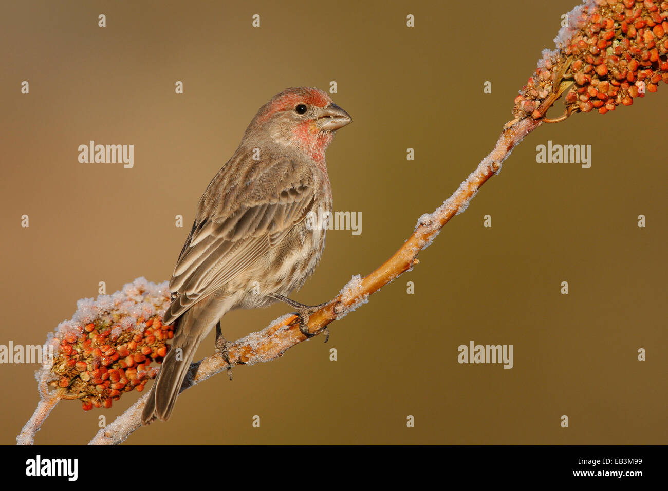 Carpodacus mexicanus male bird birds hi-res stock photography and ...