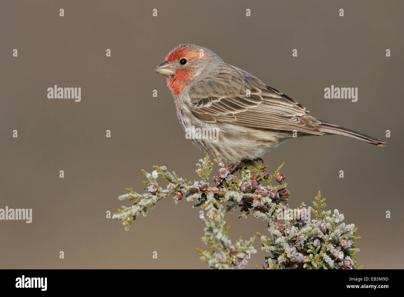 House Finch - Carpodacus mexicanus - male Stock Photo - Alamy