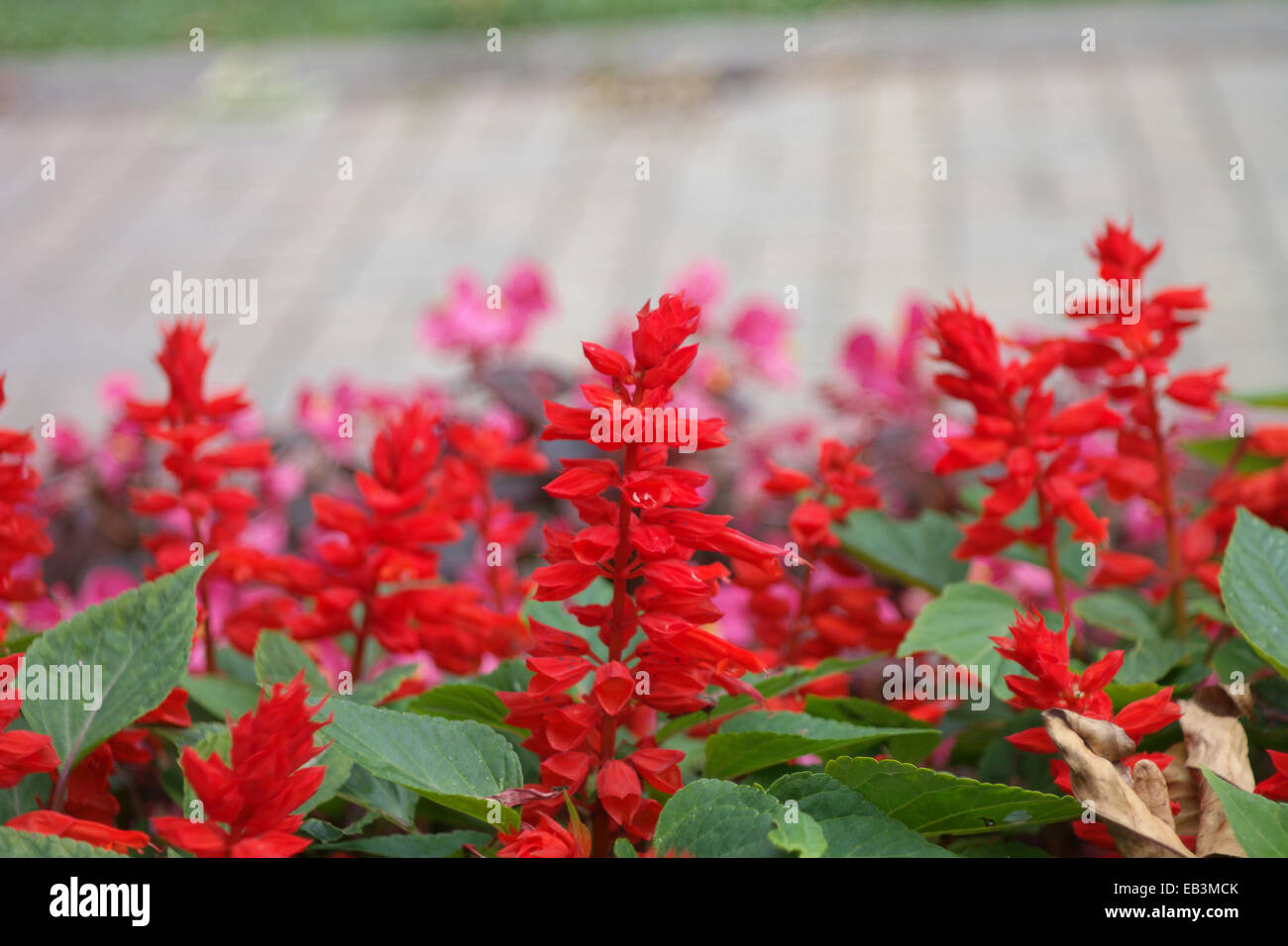 red little flowers Stock Photo - Alamy