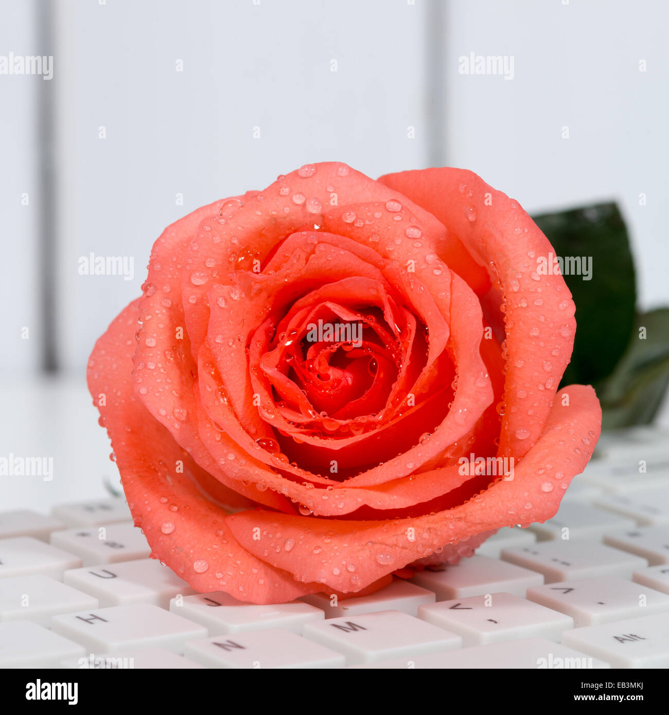 red rose over white computer keyboard Stock Photo - Alamy