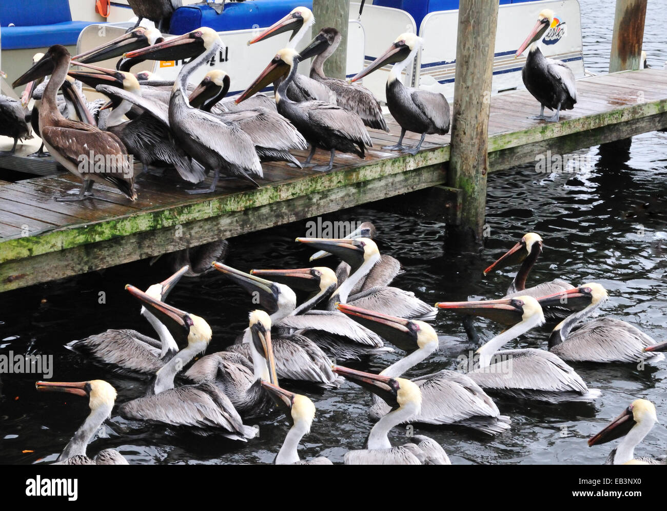 Brown pellicans crowd a fishing dock on the Homosassa River Stock Photo ...