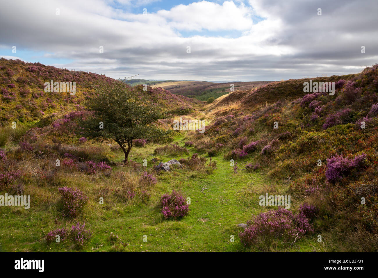 Dartmoor heather autumn hi-res stock photography and images - Alamy