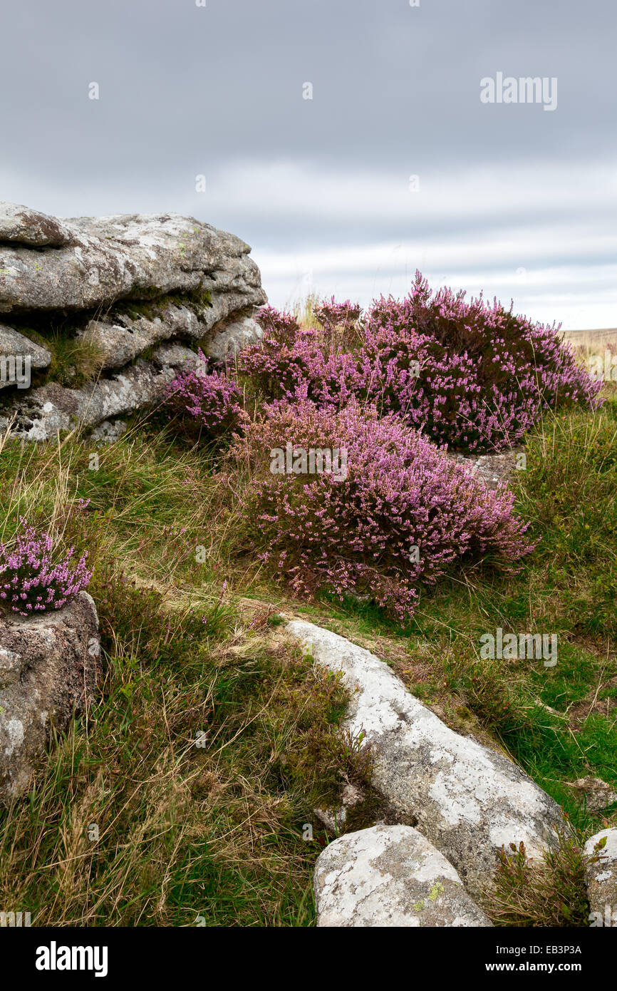 Dartmoor heather autumn hi-res stock photography and images - Alamy