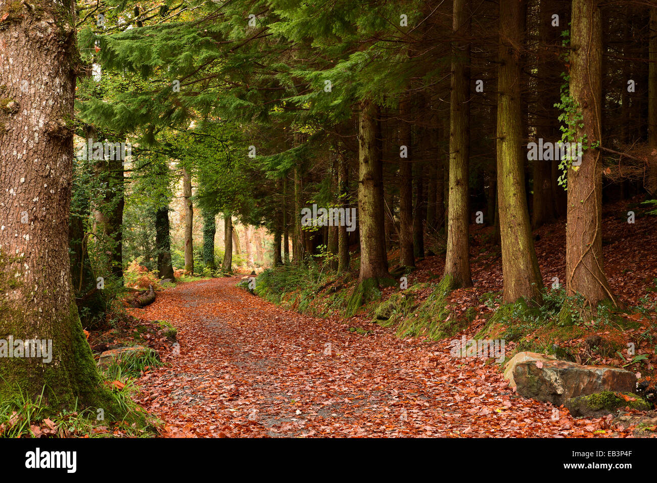 Teign valley hi-res stock photography and images - Alamy