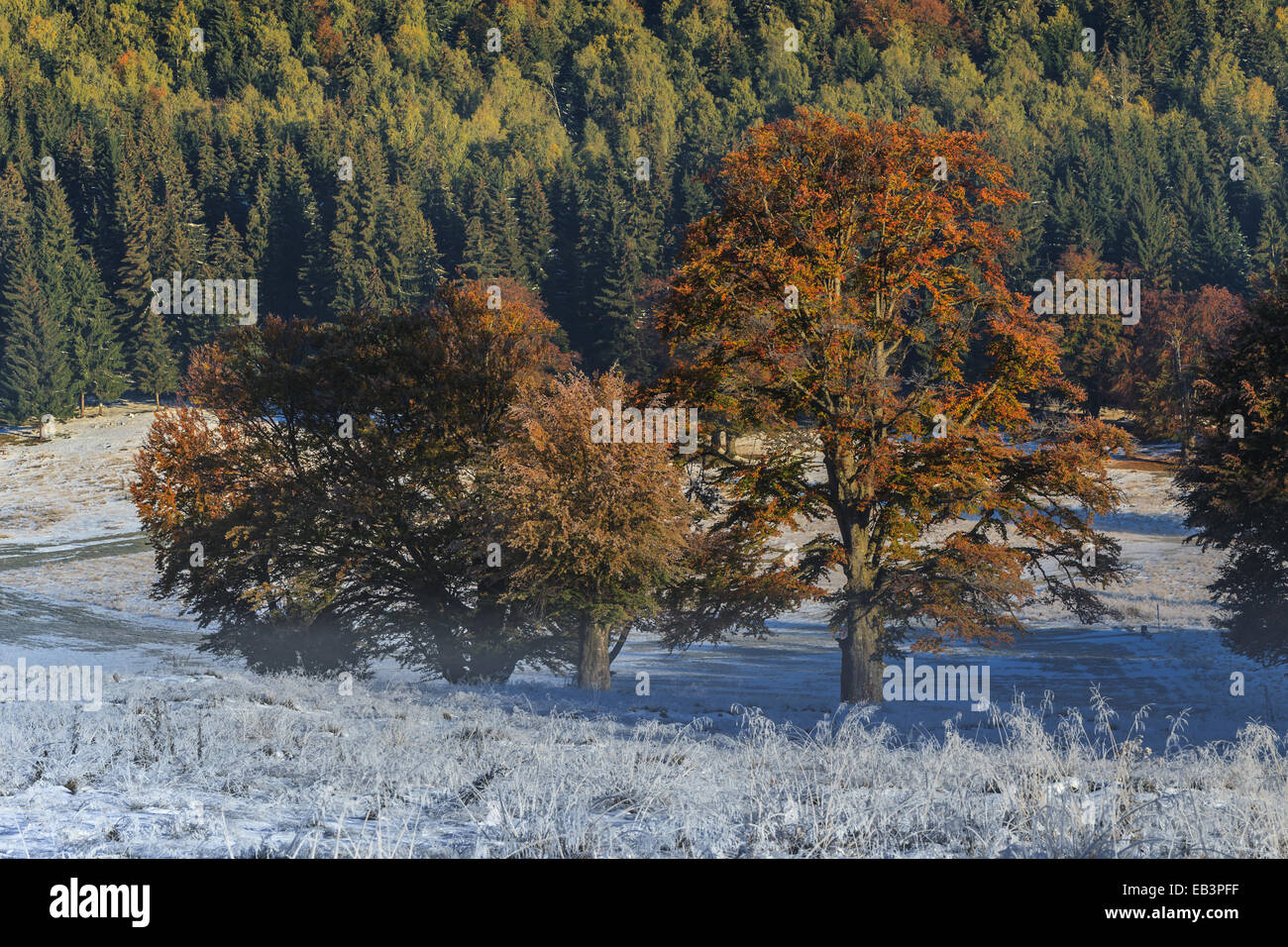 Tree branch in autumn hi-res stock photography and images - Alamy