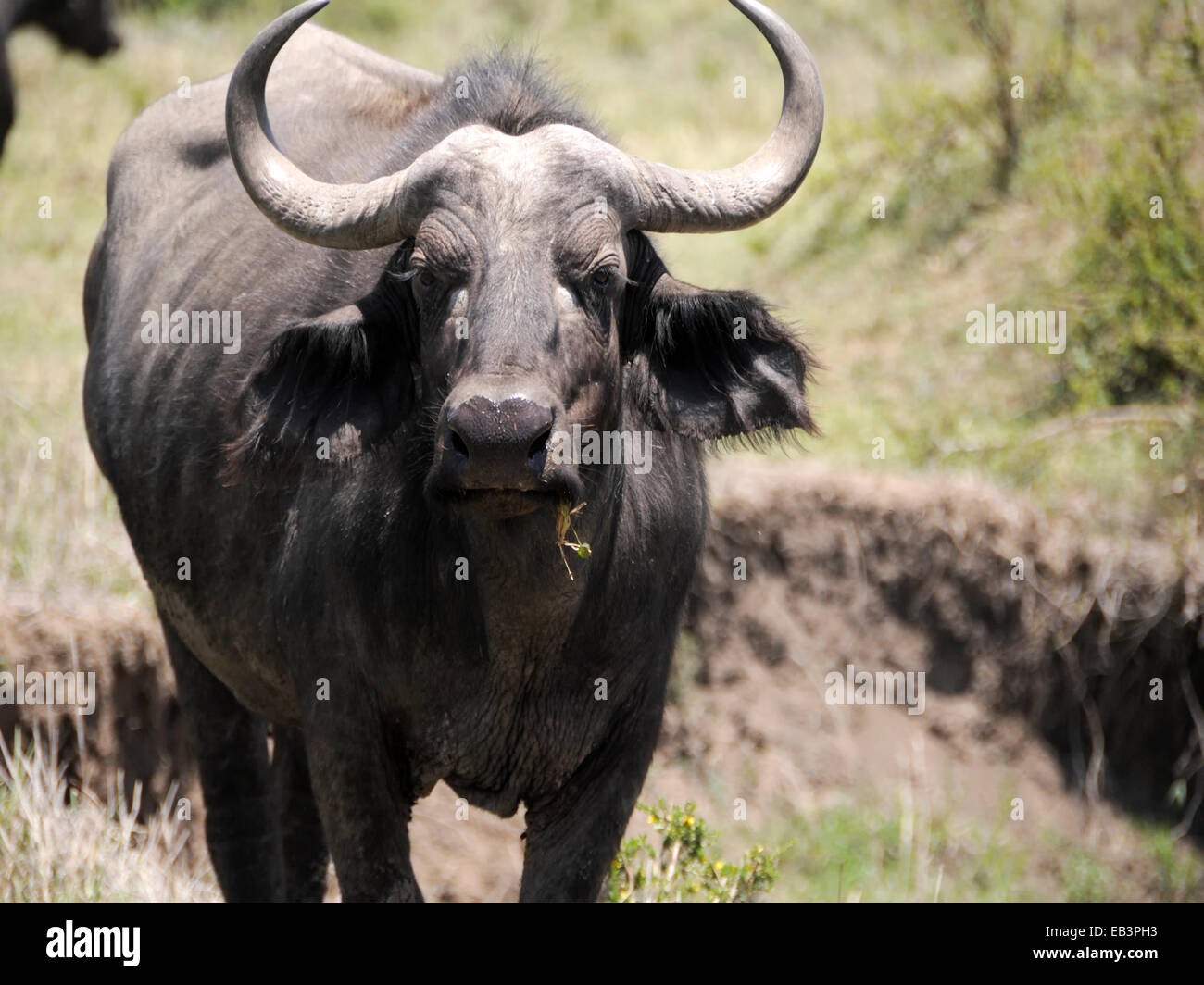 Buffalo are herbivores hi-res stock photography and images - Alamy