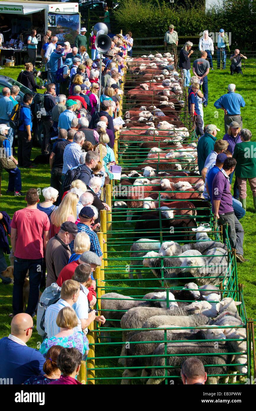 Crowd of sheep hi-res stock photography and images - Alamy