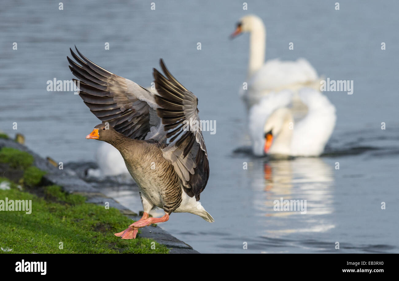Greylag goose landing at the side of a lake Stock Photo - Alamy