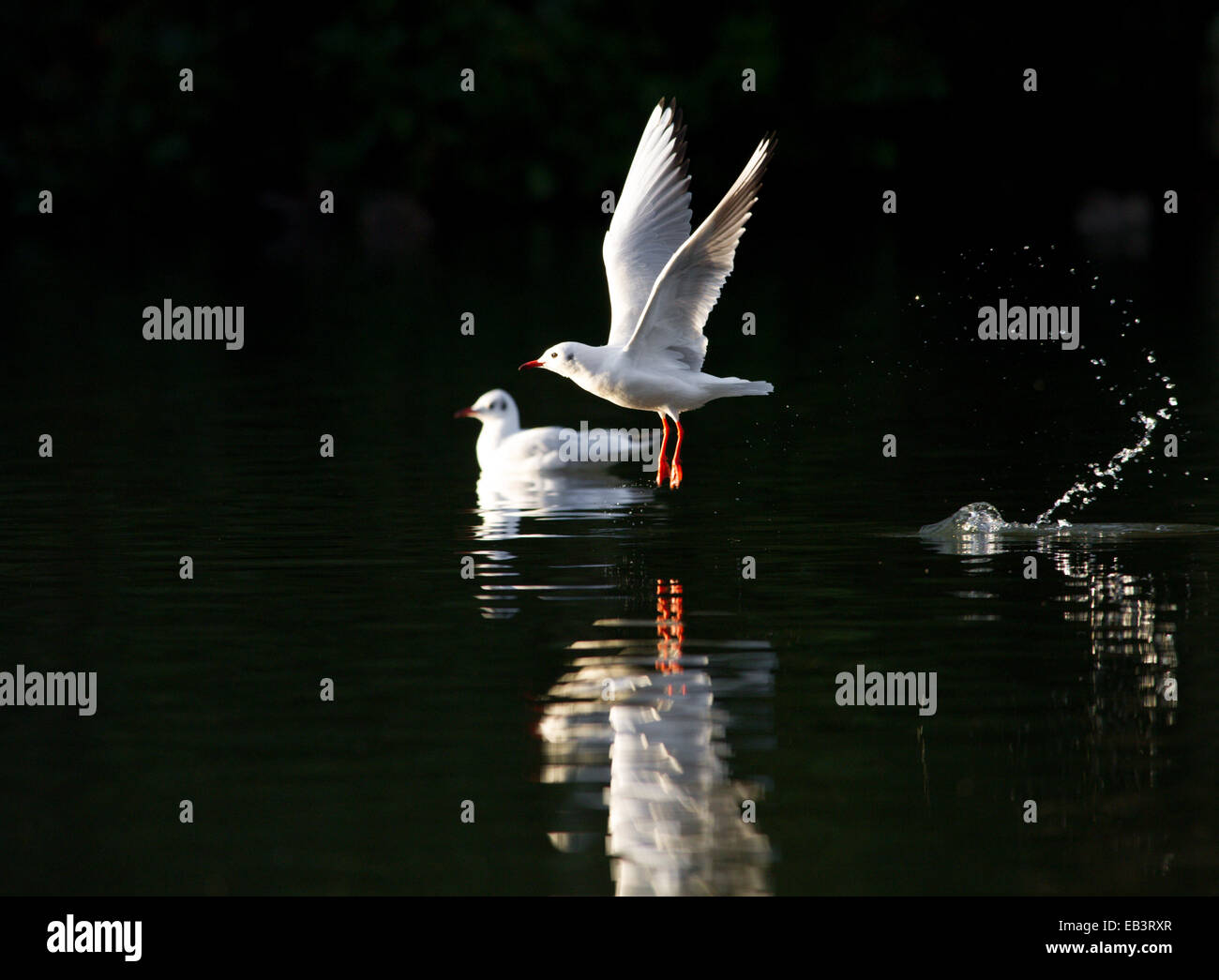 Flying gull reflected in water hi-res stock photography and images - Alamy