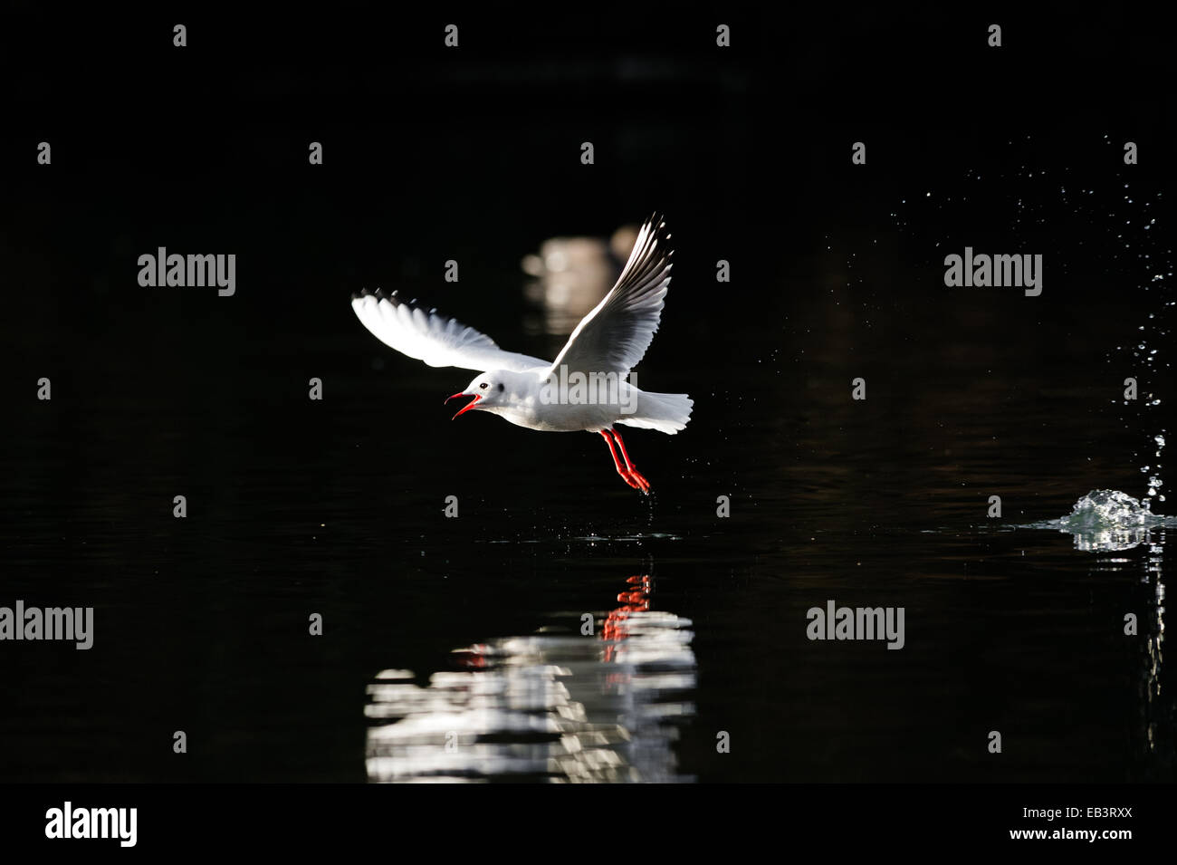 Black Headed gull flying off Stock Photo - Alamy
