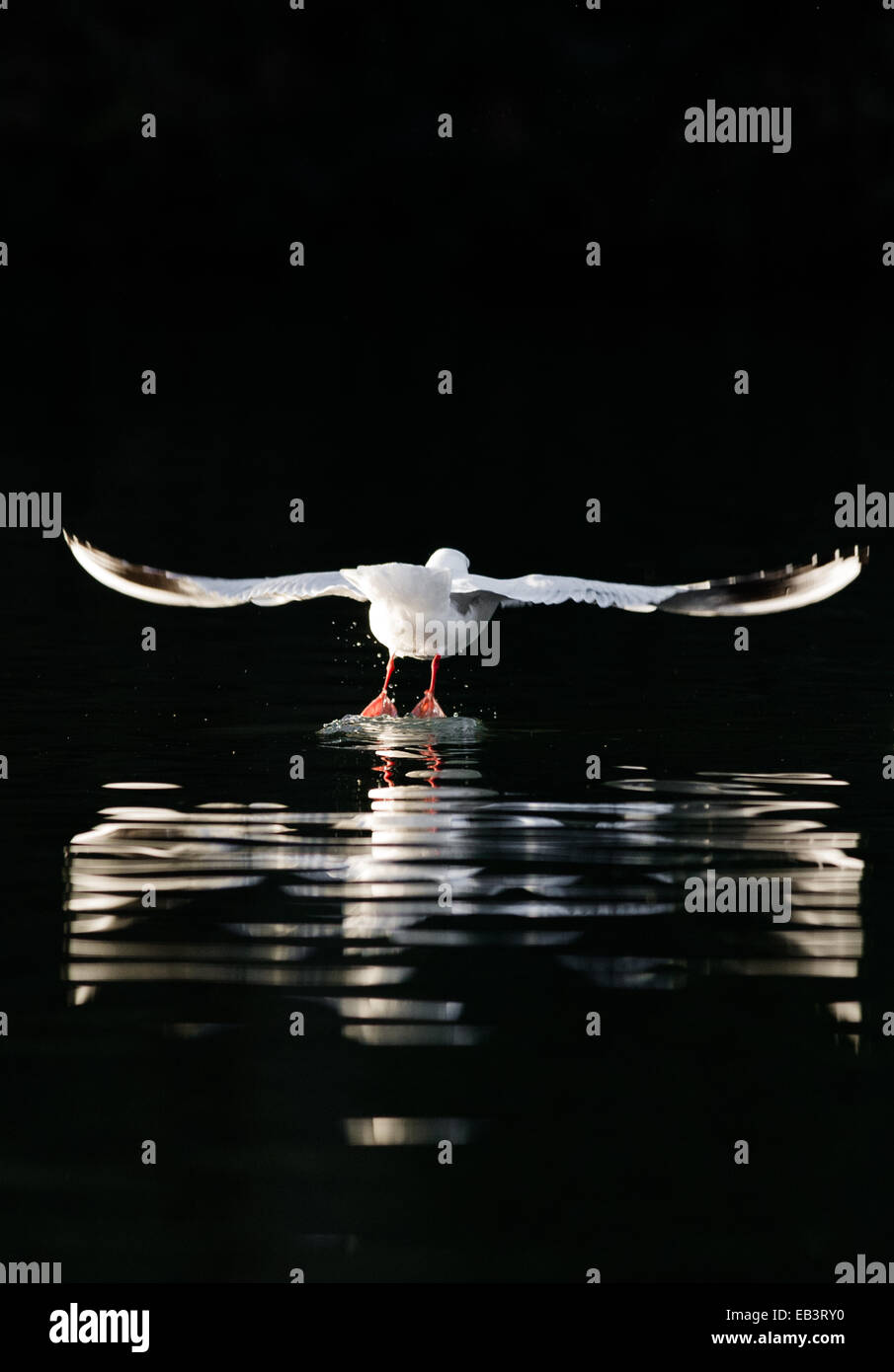 Black Headed gull flying off Stock Photo - Alamy