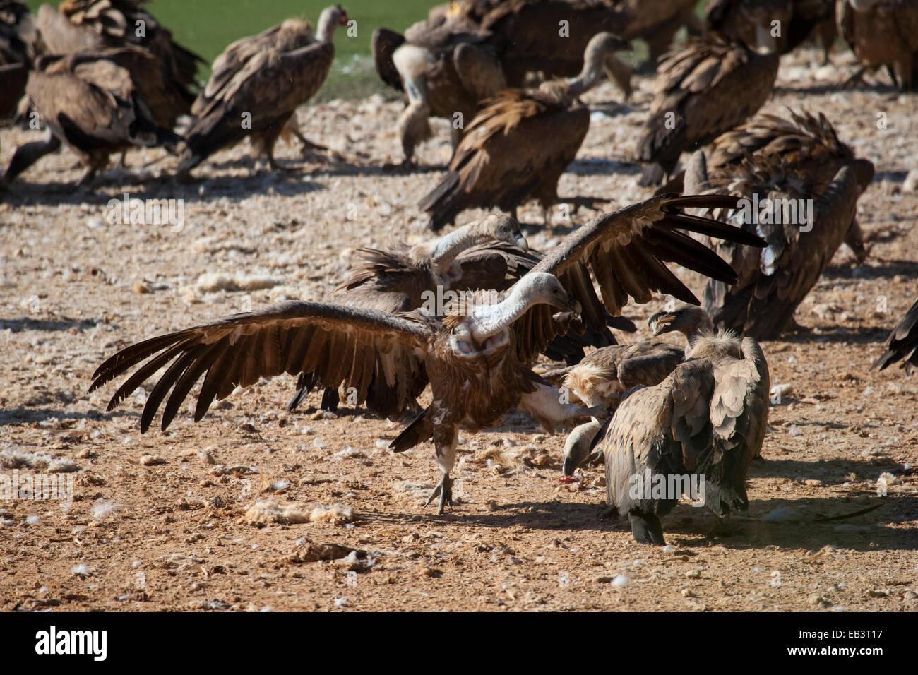 griffon vultures fighting over their food Stock Photo - Alamy