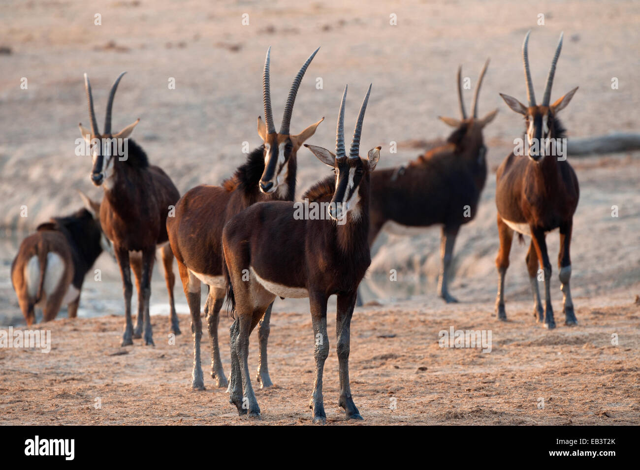 W national park of niger hi-res stock photography and images - Alamy