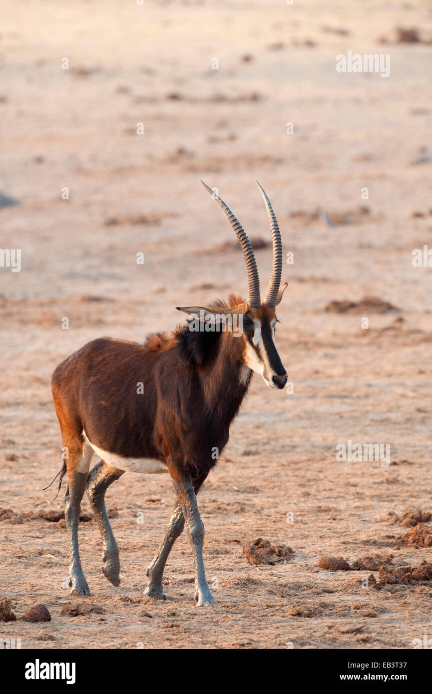 Great sable antelope hi-res stock photography and images - Alamy
