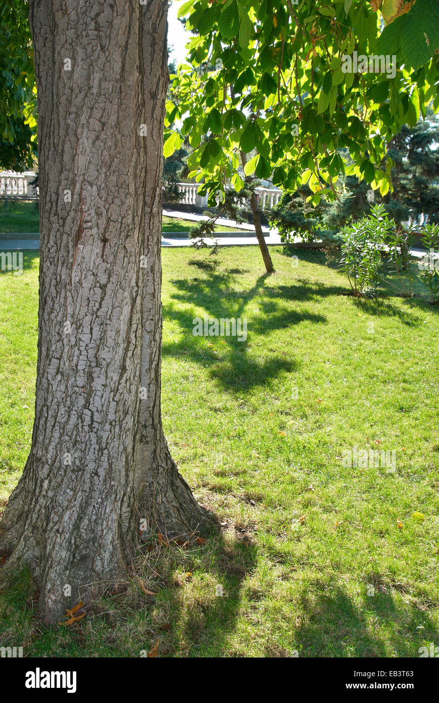 Green sunny park with grass and trees Stock Photo - Alamy
