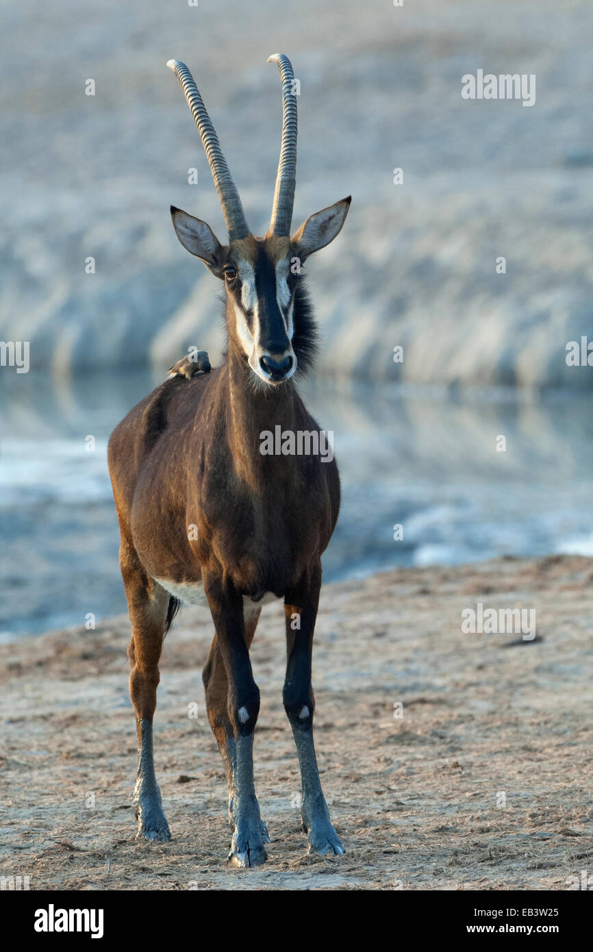 Great sable antelope hi-res stock photography and images - Alamy