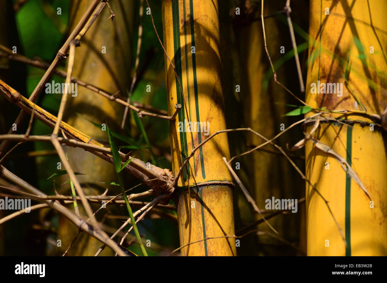 Yellow bamboo trees Stock Photo - Alamy