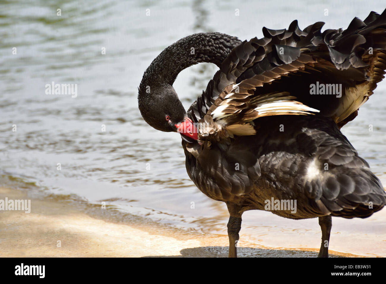 Swan duck hi-res stock photography and images - Alamy