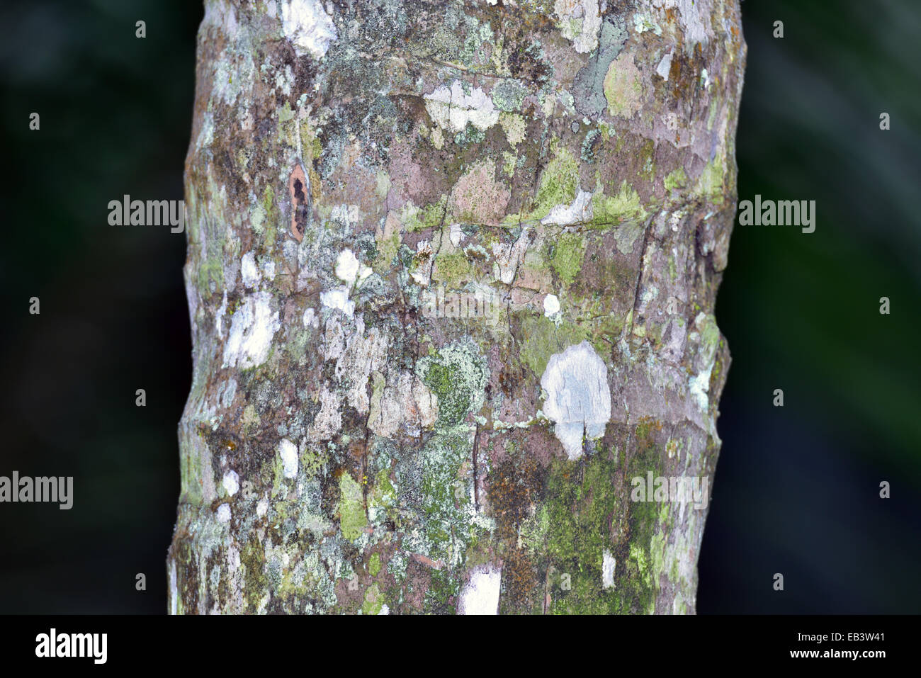 Coconut bark hi-res stock photography and images - Alamy