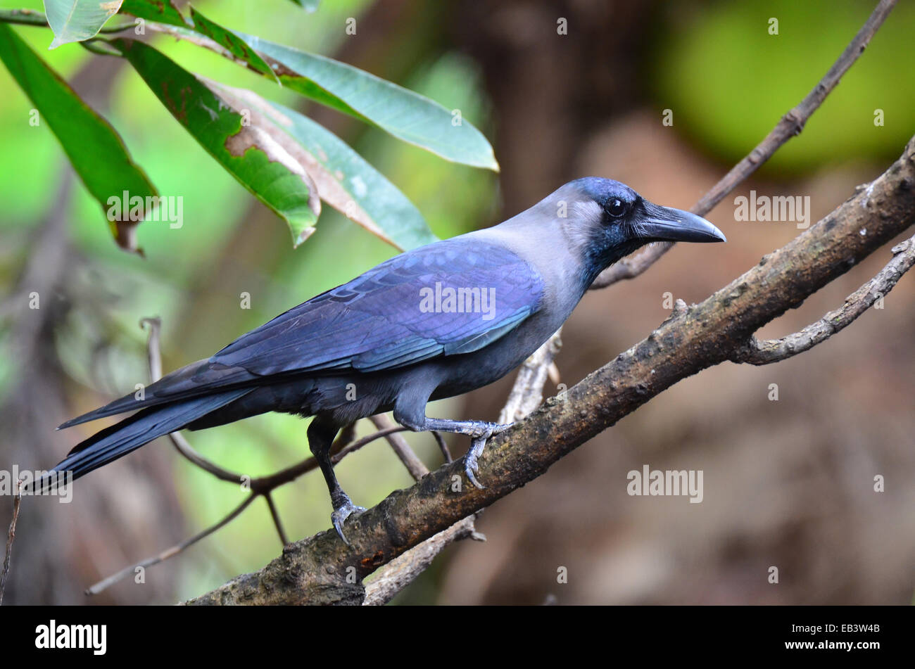 Scavenger crow hi-res stock photography and images - Alamy