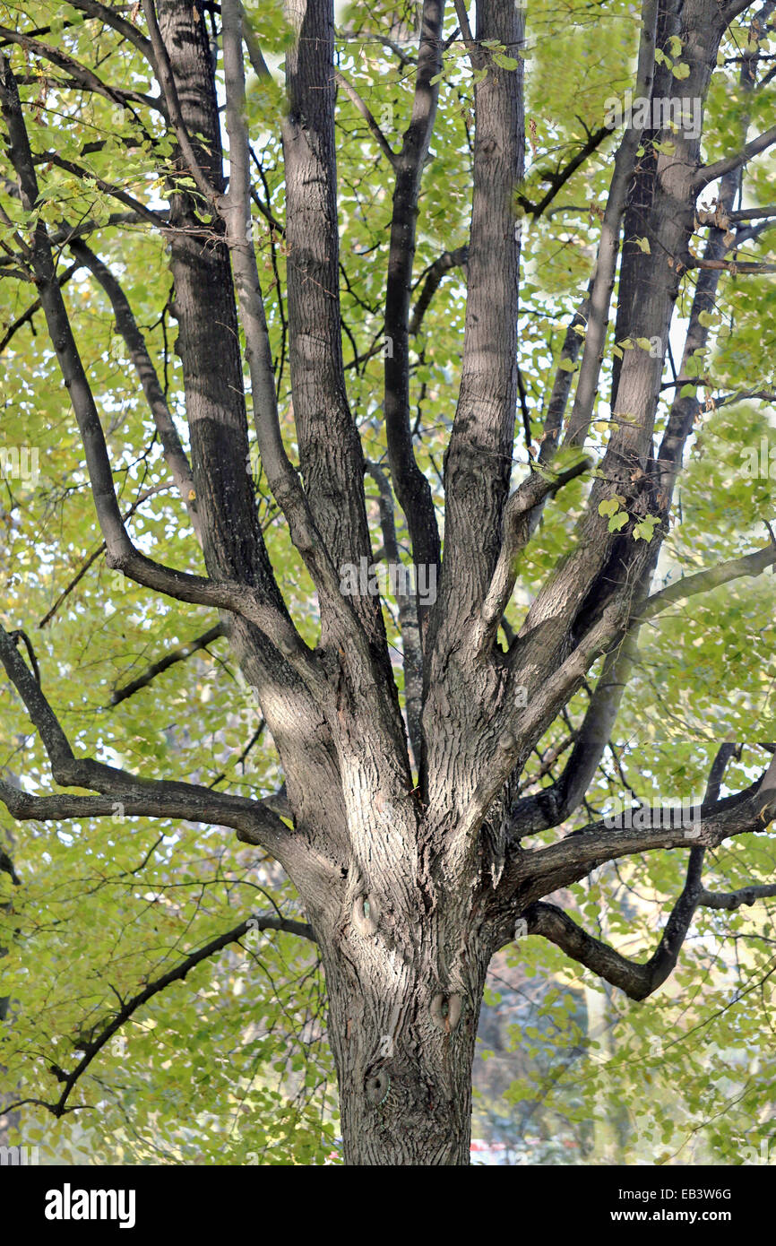 Beautiful tree hi-res stock photography and images - Alamy