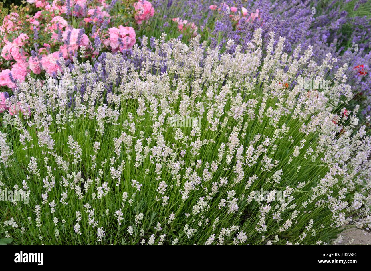 Common lavender (Lavandula angustifolia) and roses (Rosa Stock Photo ...