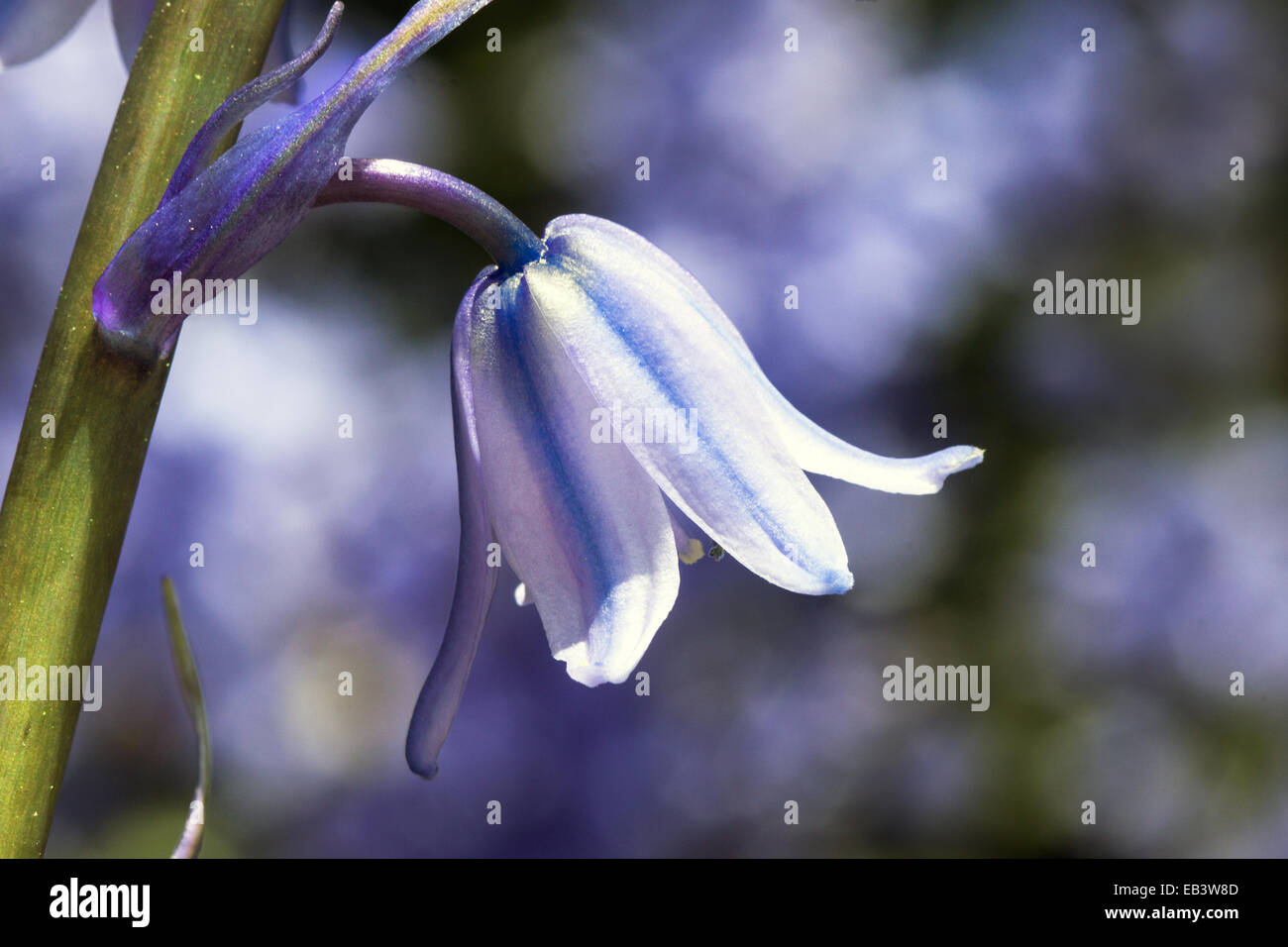 Single bluebell flower hi-res stock photography and images - Alamy