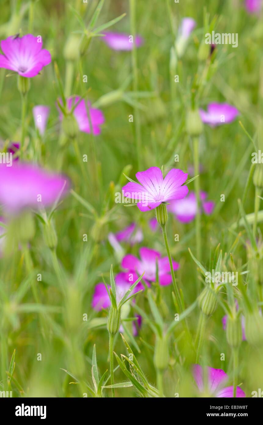 Common corn cockle (Agrostemma githago Stock Photo - Alamy
