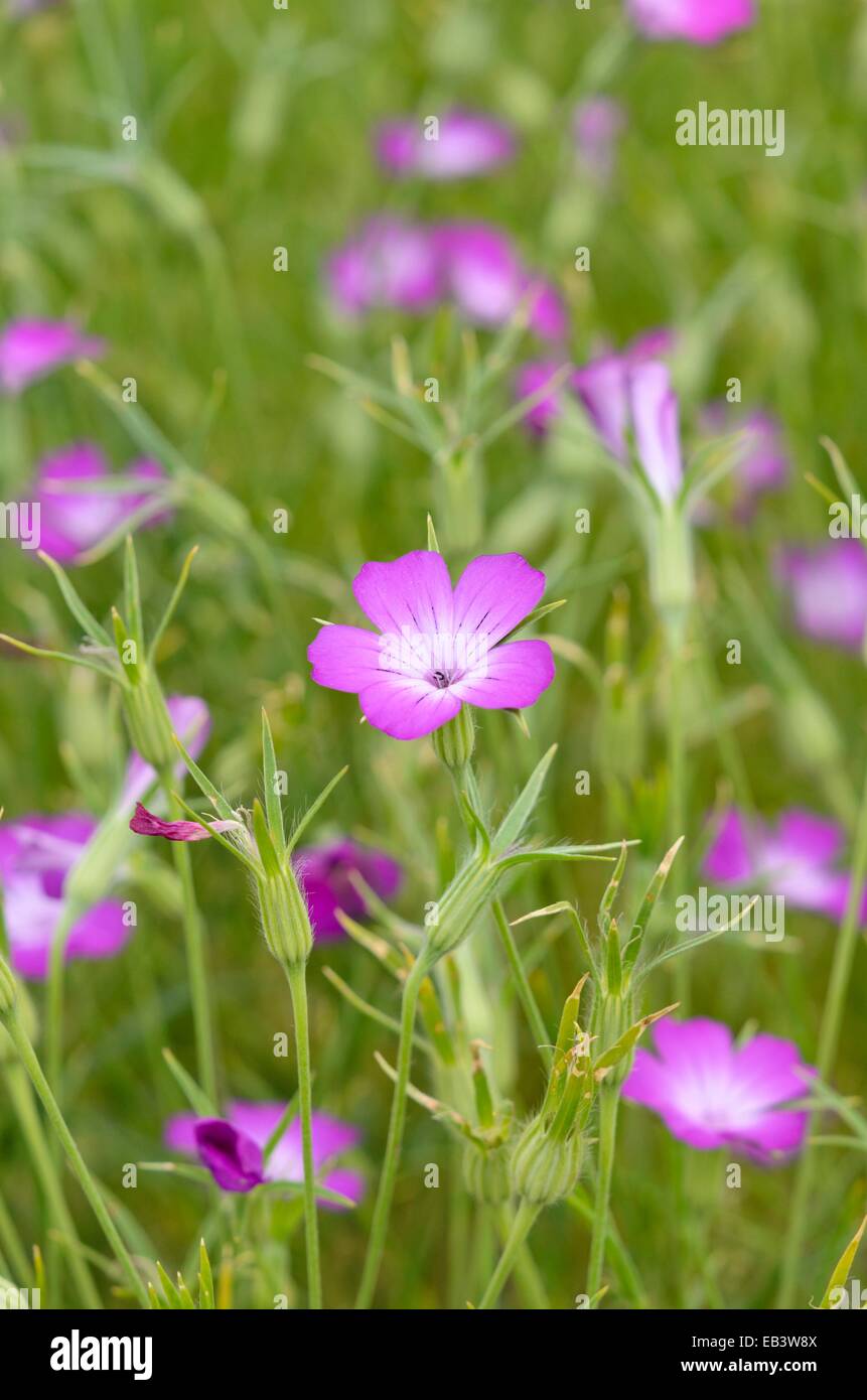 Common corn cockle (Agrostemma githago Stock Photo - Alamy