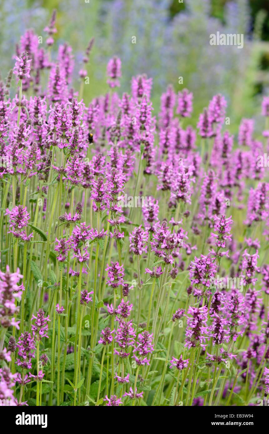 Medicinal plant betonica officinalis hi-res stock photography and ...