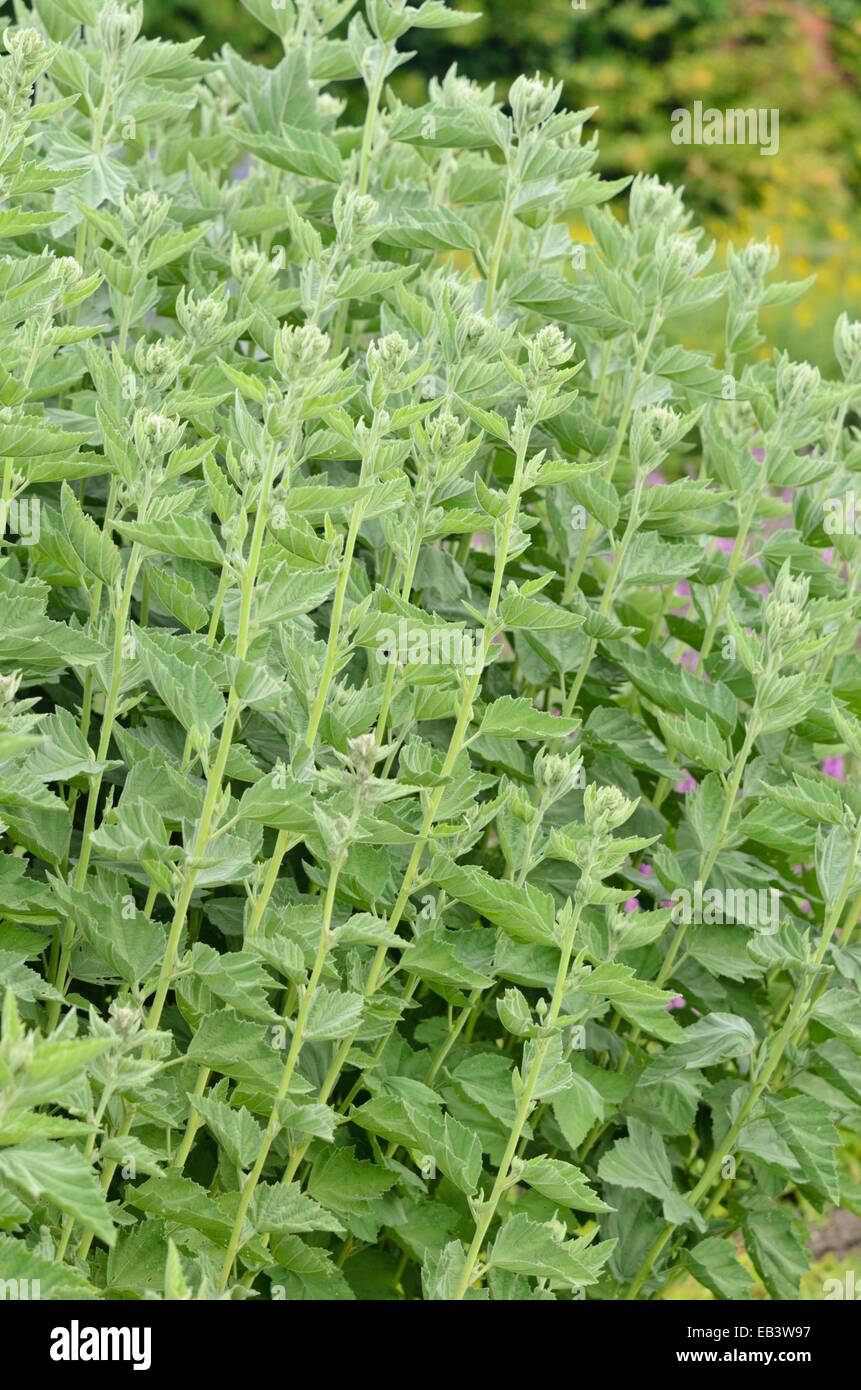 Althaea officinalis medicinal plant hi-res stock photography and images ...