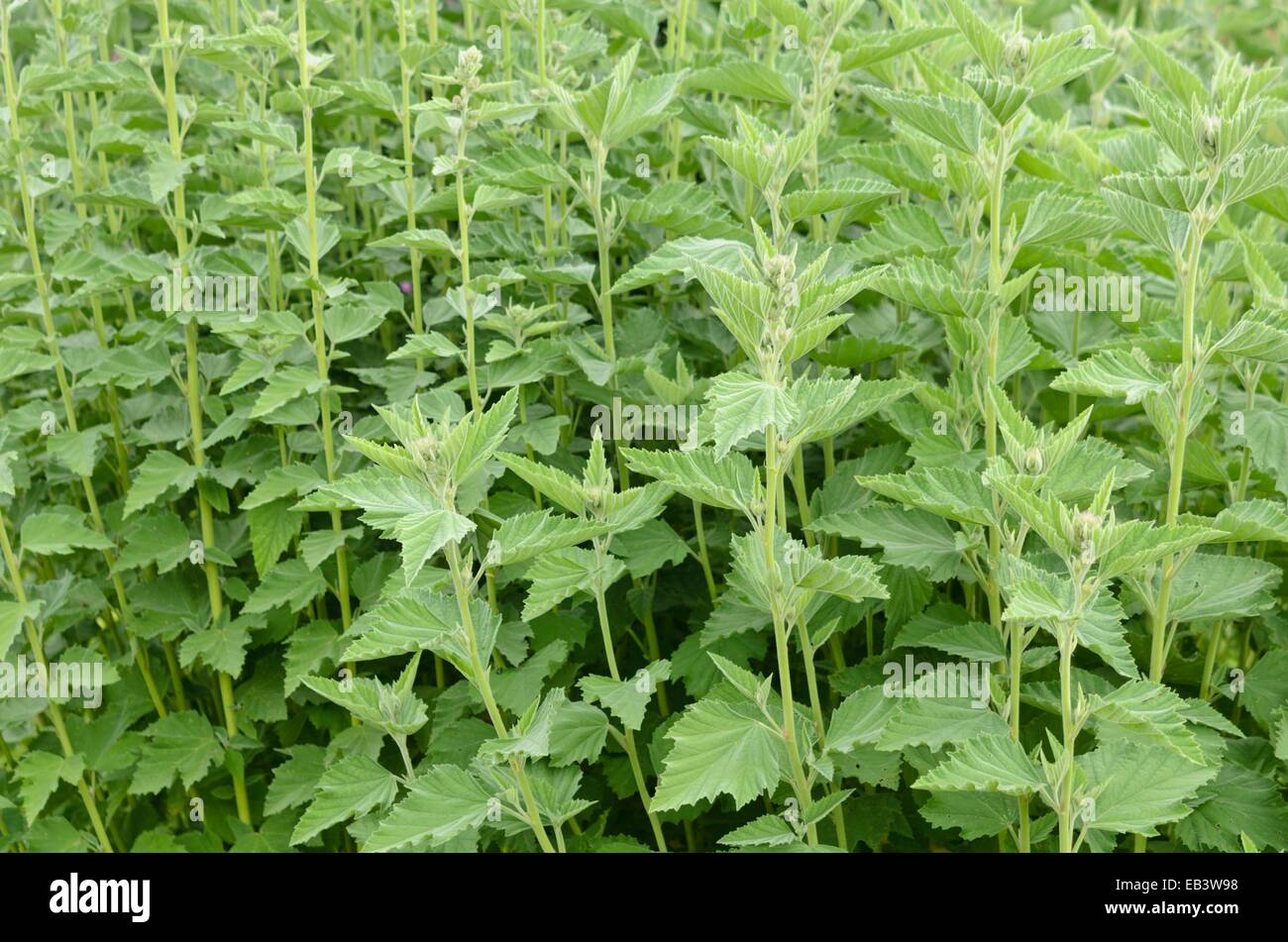 Marsh mallow (Althaea officinalis Stock Photo - Alamy